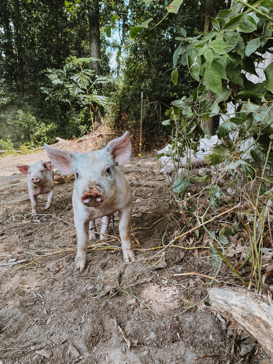 Forest Raised Pork – Hidden Creek Farm